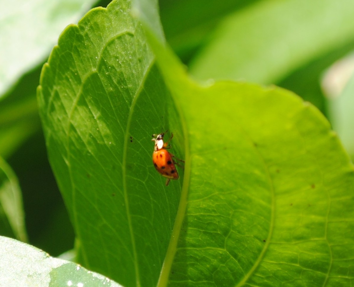 Ladybug on Leaf 2 | Watershed Texas